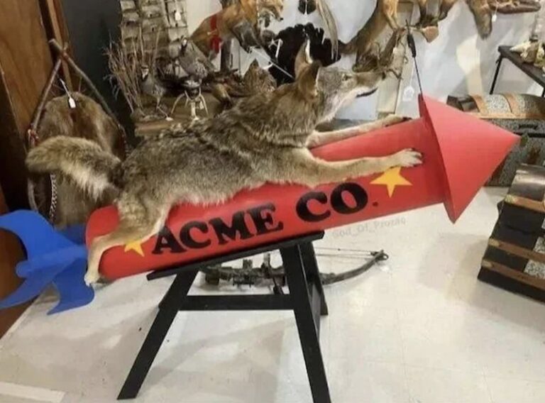 the misadventures of a W. E. Coyote - Bits & Pieces